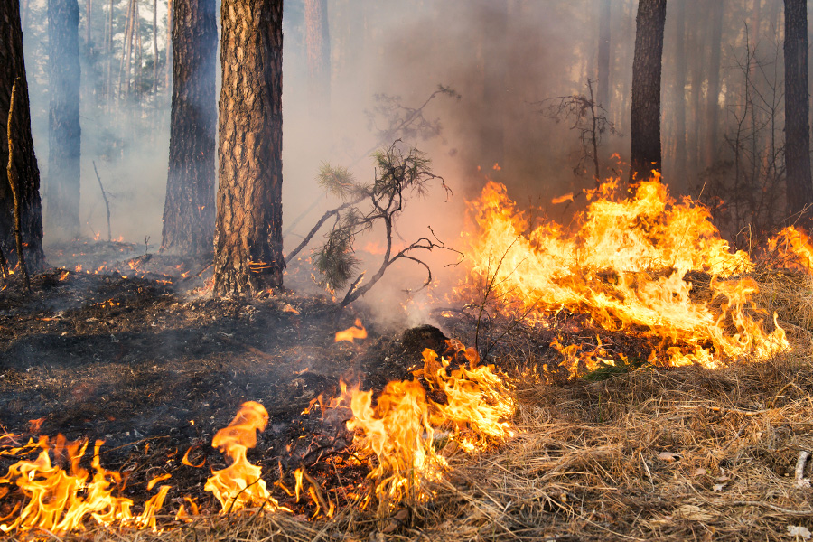 State of the Environment Report 2021 | Murawin